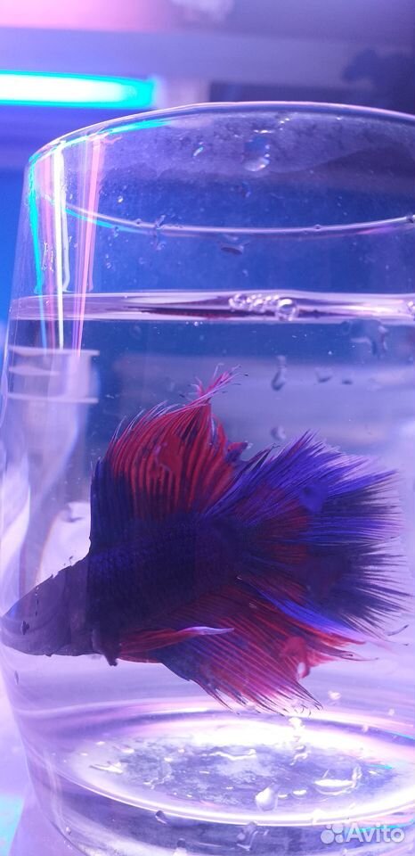 Рыбка петушок двухвостый лапа ягуара