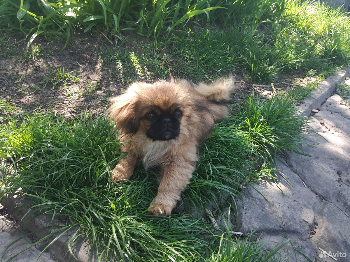 Щенок пикенеса