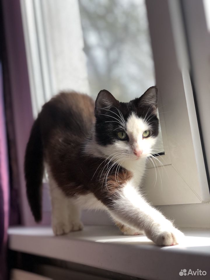Кошечка
