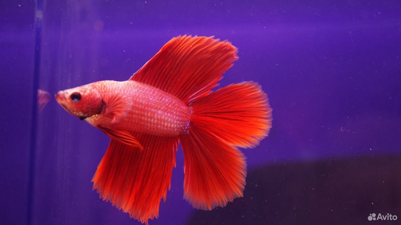 Рыбка петушок двухвостый красная роза