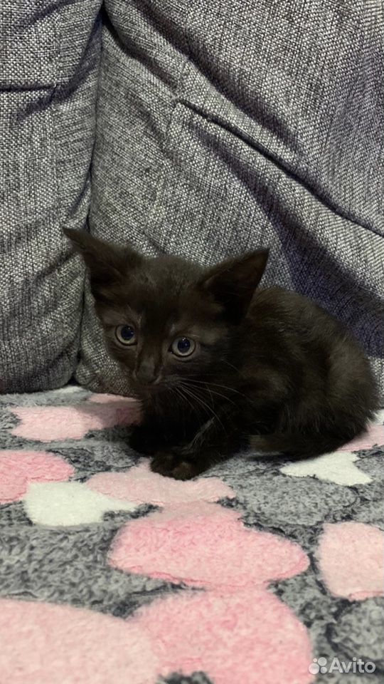 Котенок девочка 1 месяц