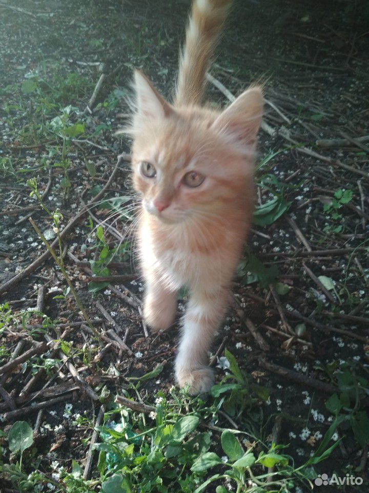Рыжий котик котенок 3 мес в добрые руки