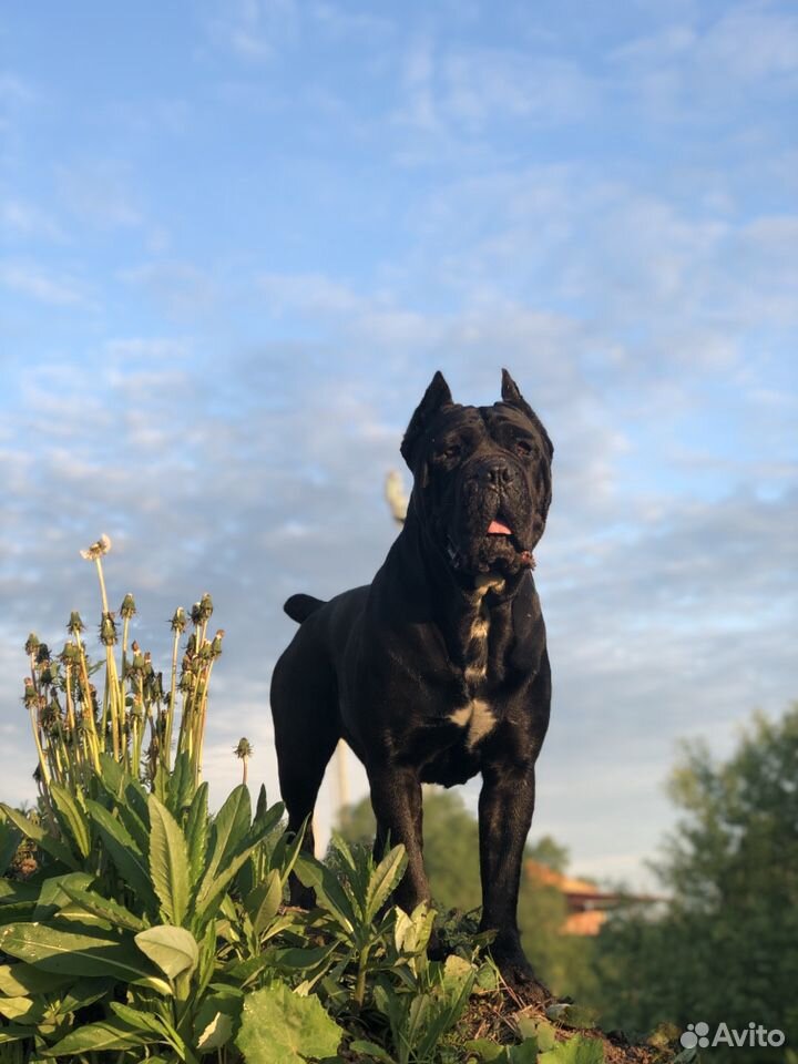 Питомник Ночной Дозор