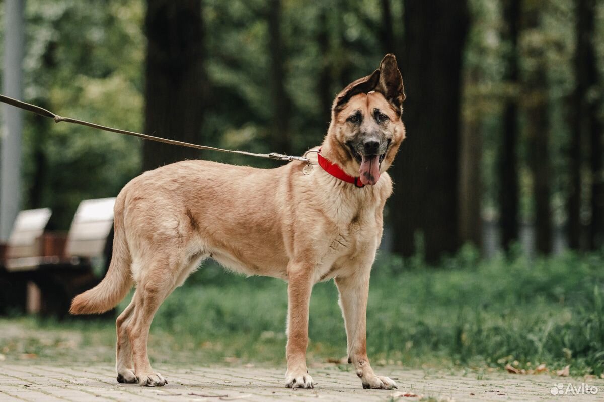 Метис овчарки Бьянка в добрые руки