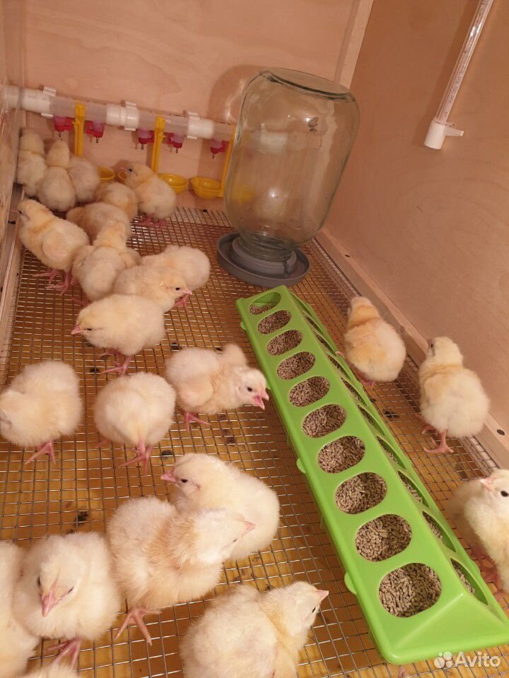 Суточные цыплята бройлеры