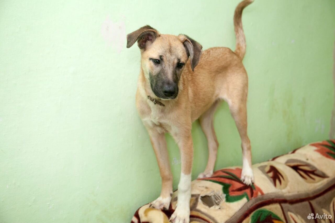 Девочка 6 месяцев в добрые руки