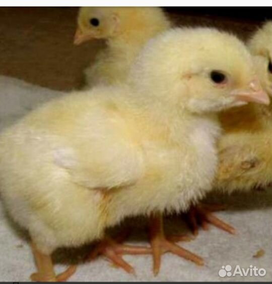 Суточный цыпленок бройлер