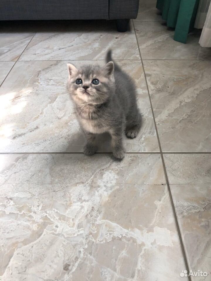 Котенок Шотландской породы