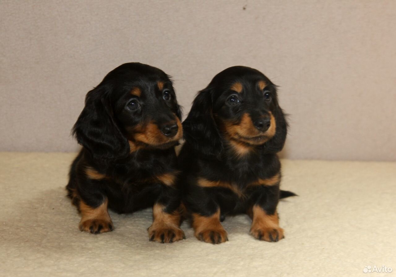 Мальчики длинношерстные кроличьи/мини