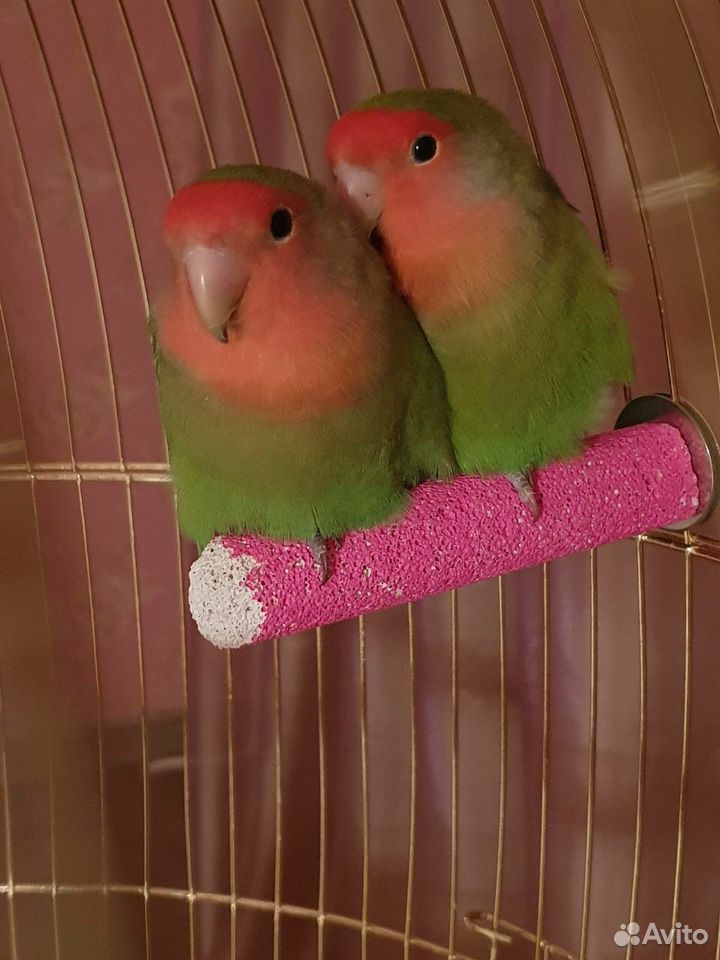 Отдам попугаев неразлучников бесплатно