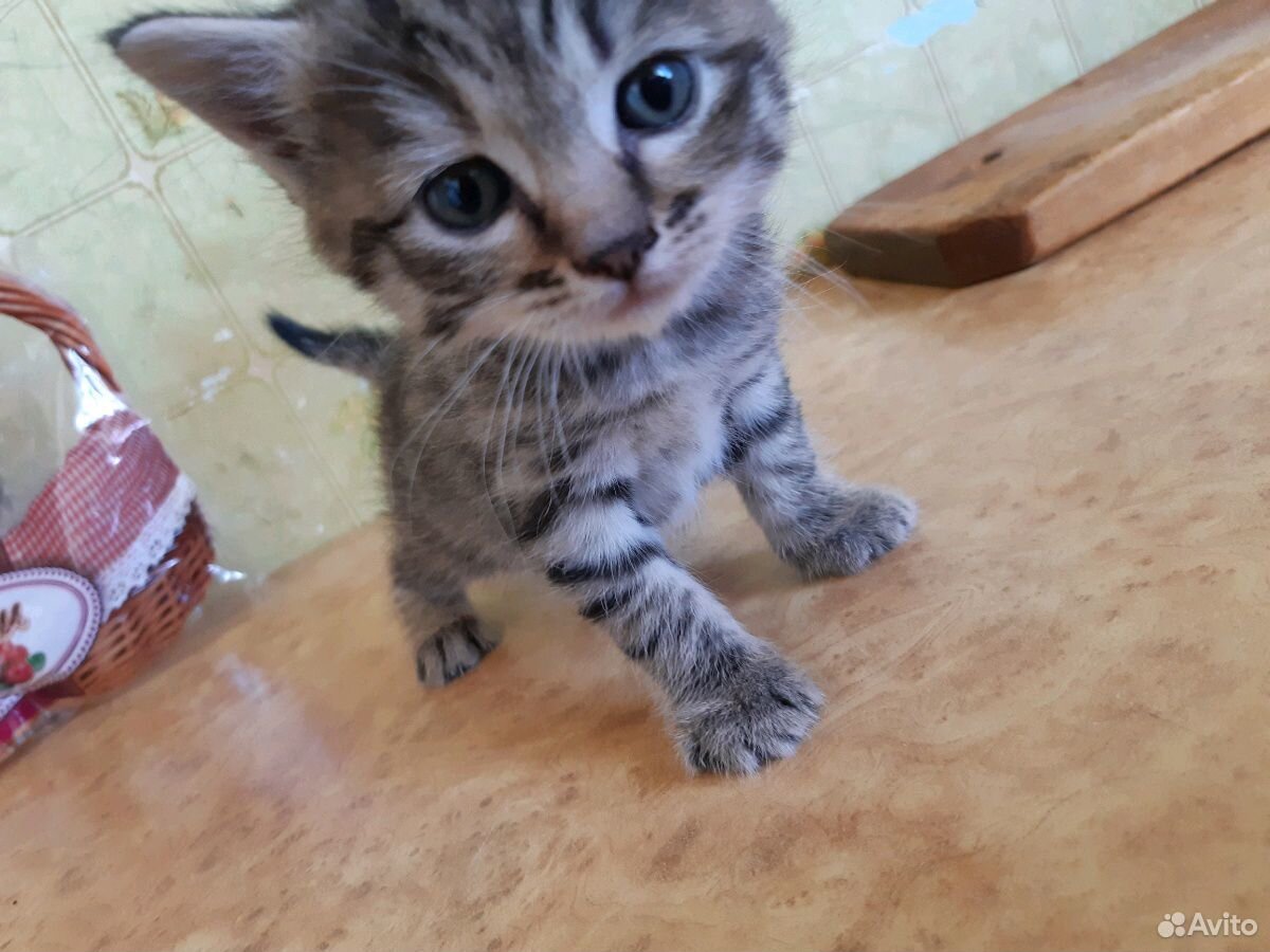 Котенок
