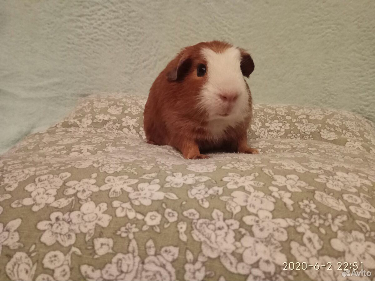 Морская свинка цветной крестед мальчик