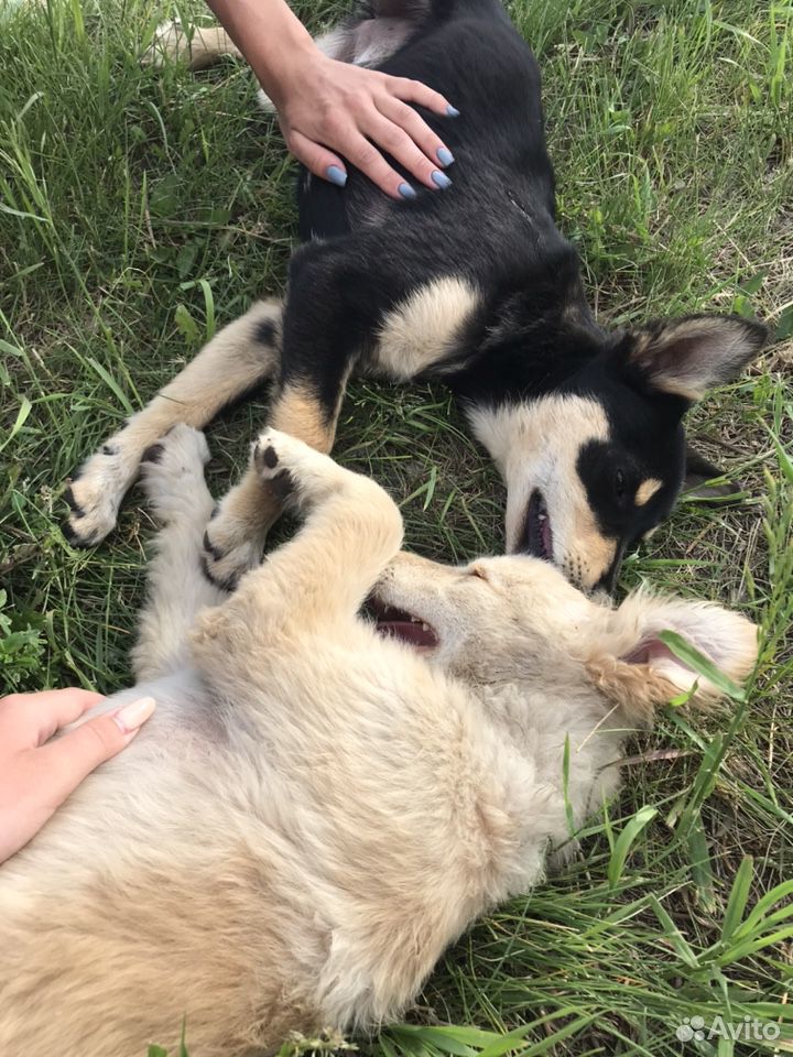 Щенки