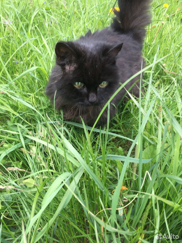 Чёрная красотка Афродита с экзотическими глазами и