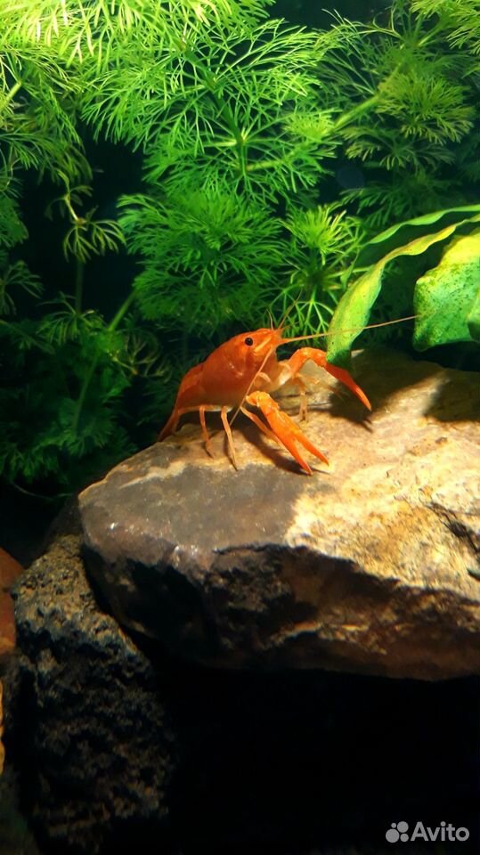 Флоридский оранжевый рак