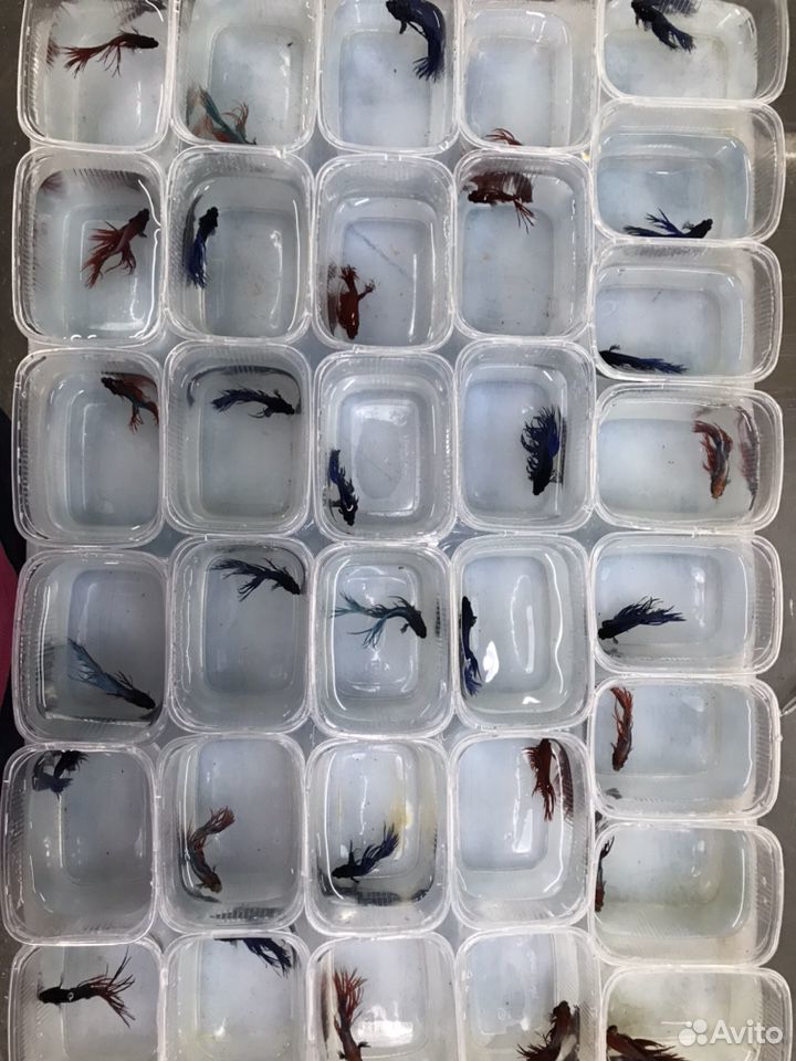 Подбор люксовых коронохвостых петушков