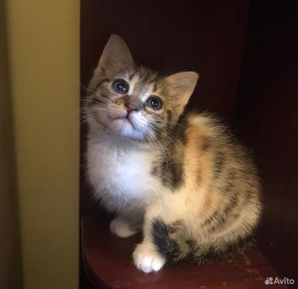 Малышка красотулька ищет дом