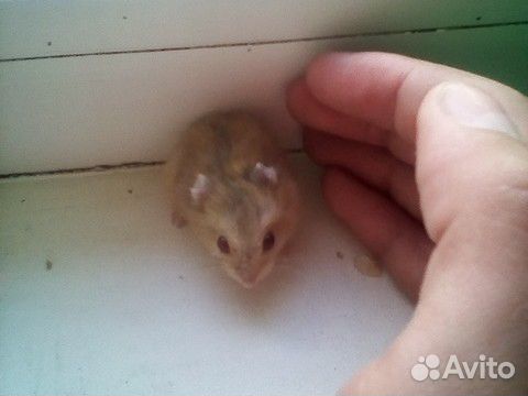 Отдам хомяков