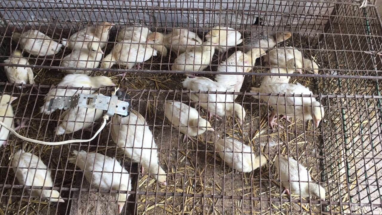 Индюшата домашние