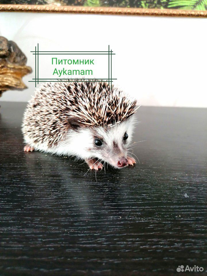 Карликовый африканский ежик