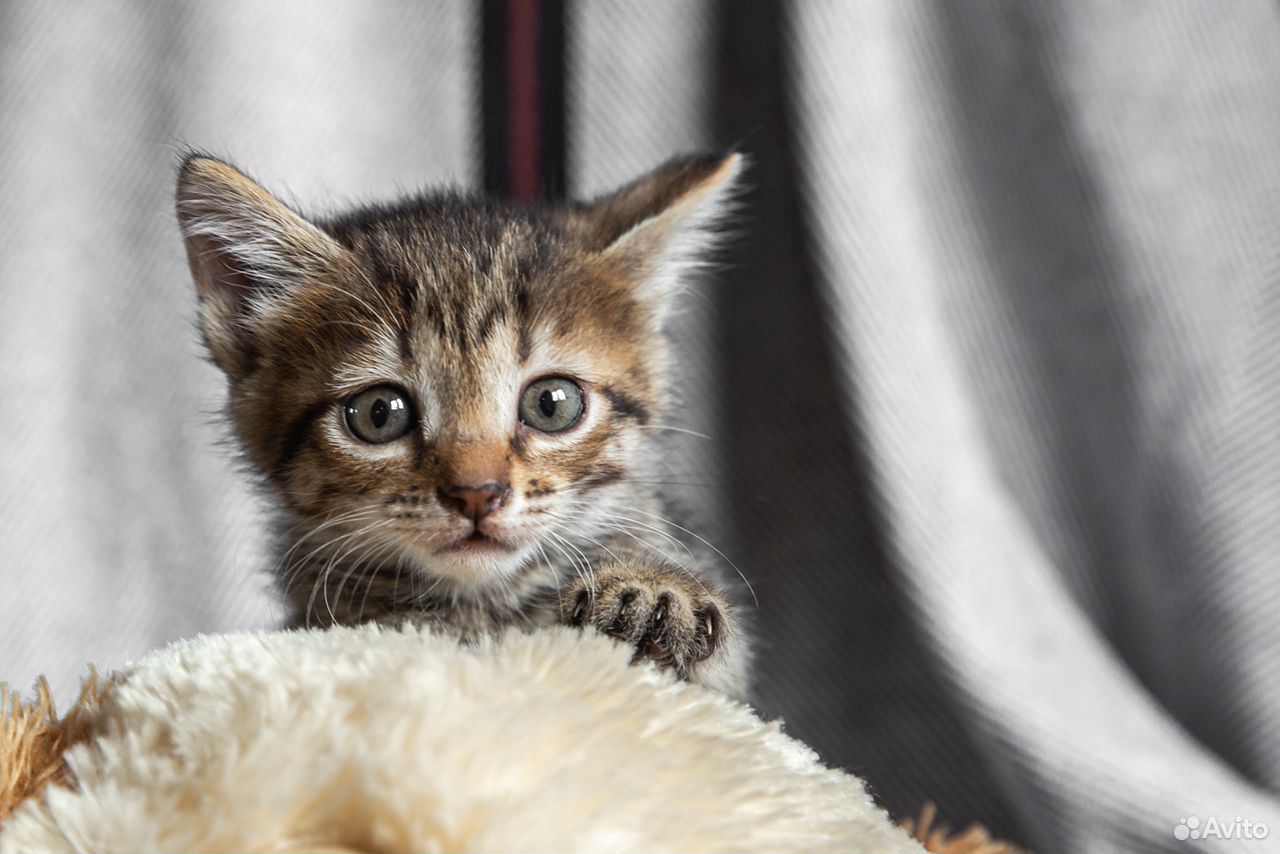 Котята в добрую семью