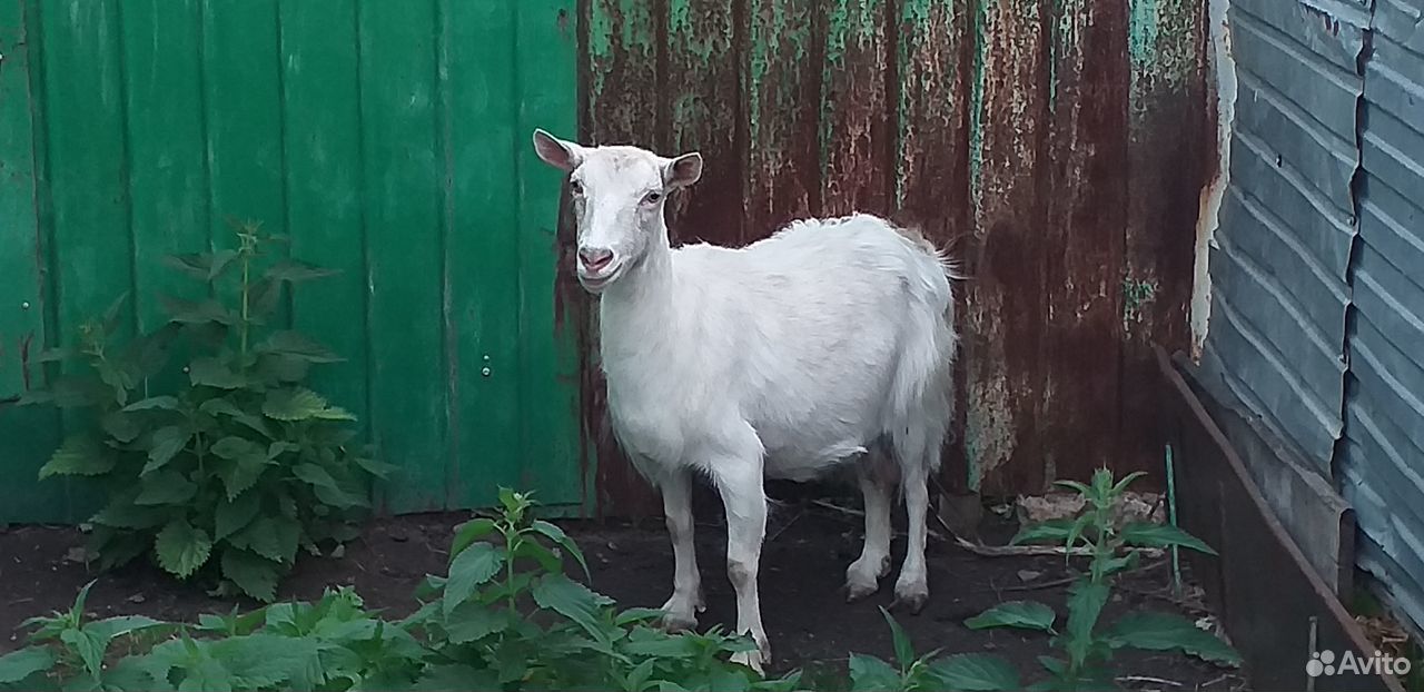 Коза молочная