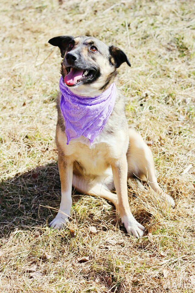 Маленькая собака Лира