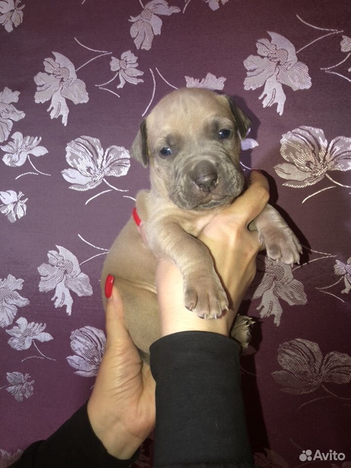 Кобель прайтера