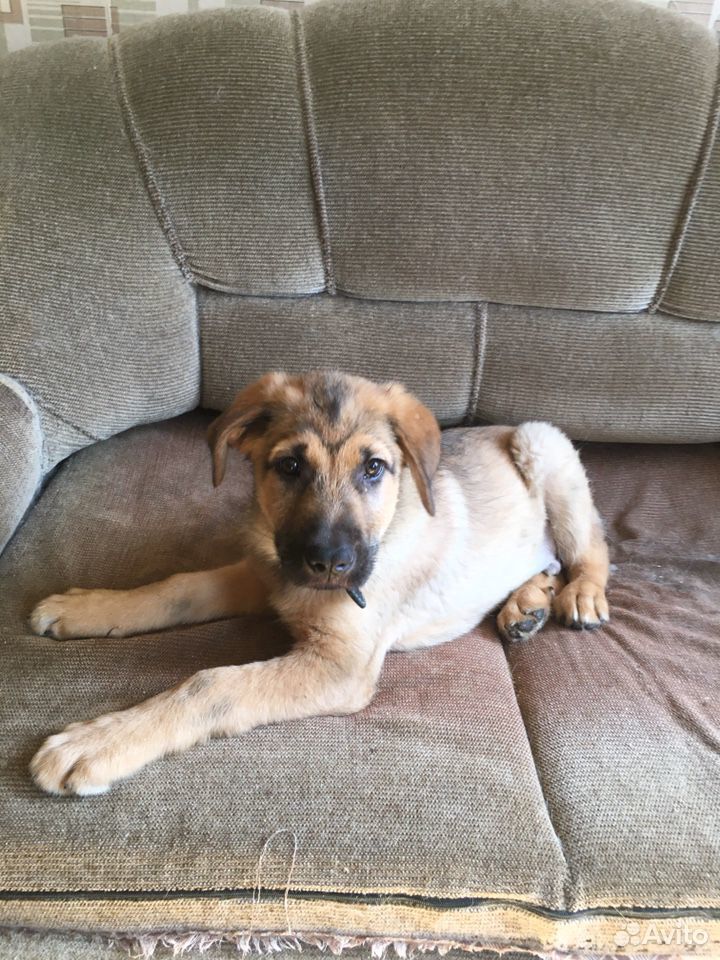 Щенок Богдаша в добрые руки