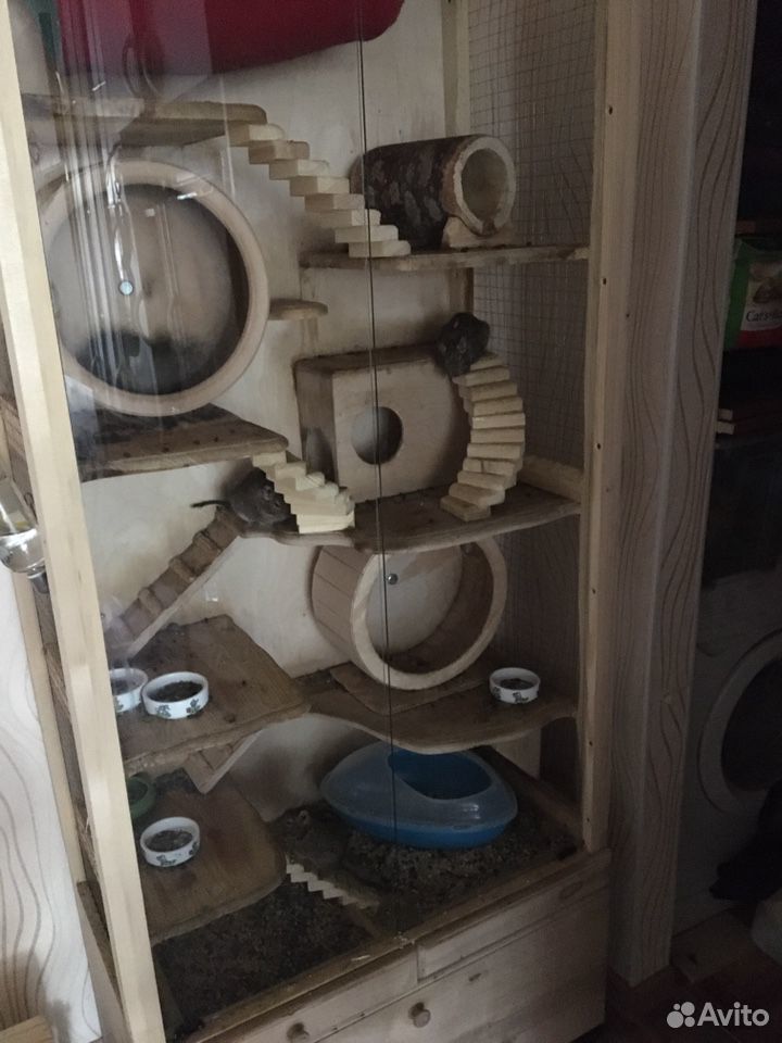 Дегу с витриной