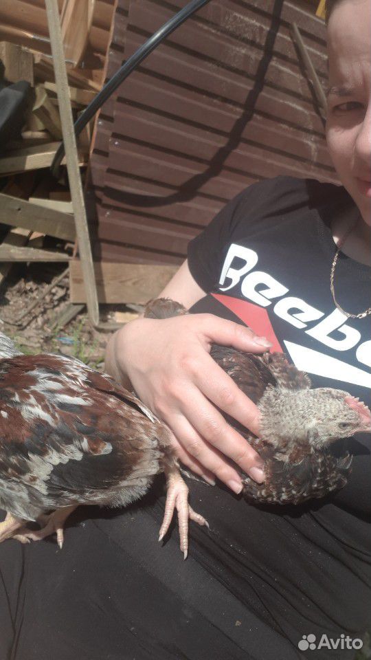 Отдам бесплатно двух петушков