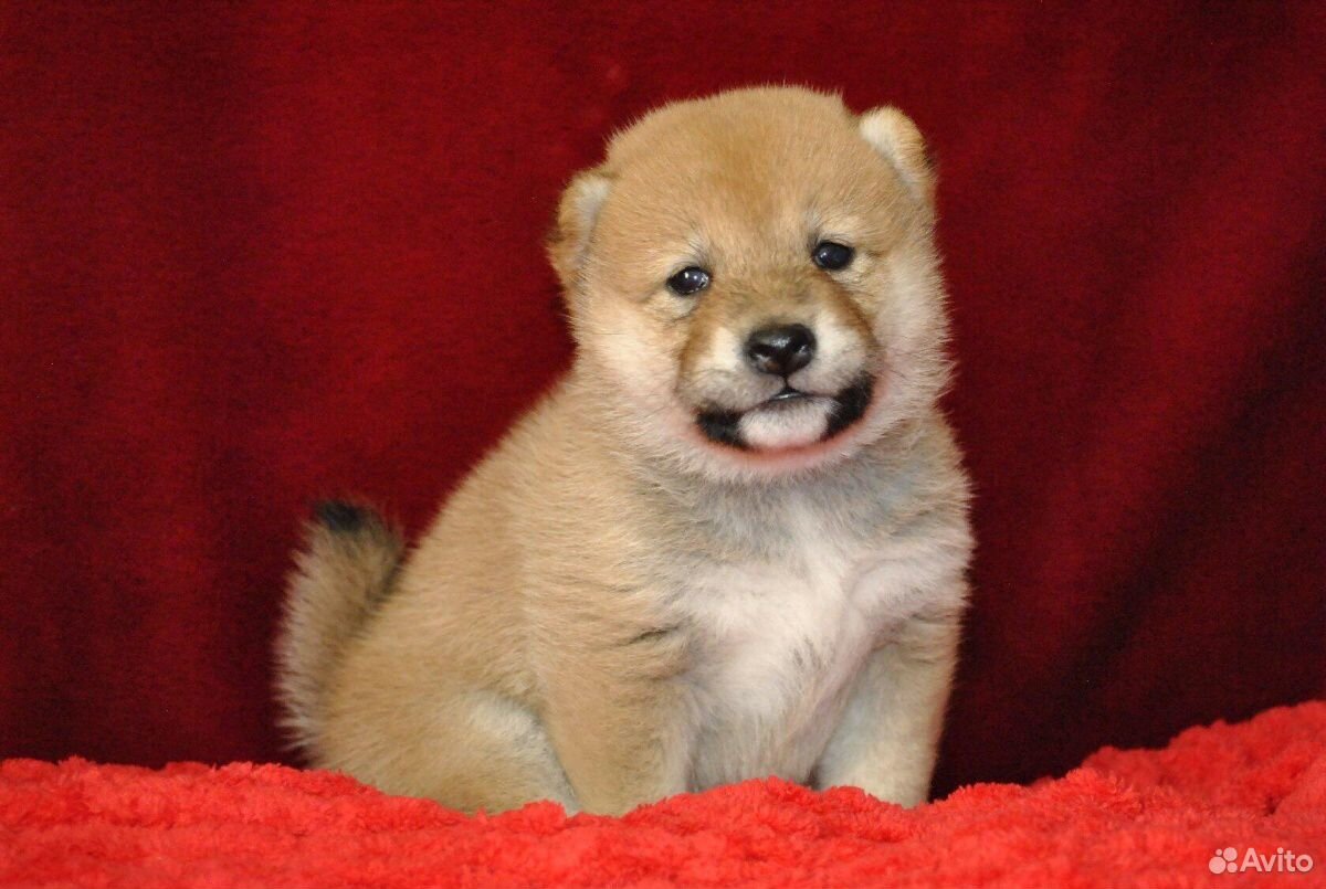 Shiba inu