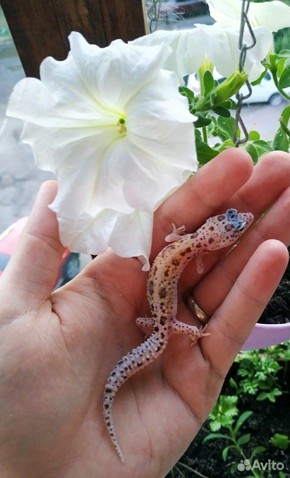 Эублефар Dreamsickle (Дримсикл)