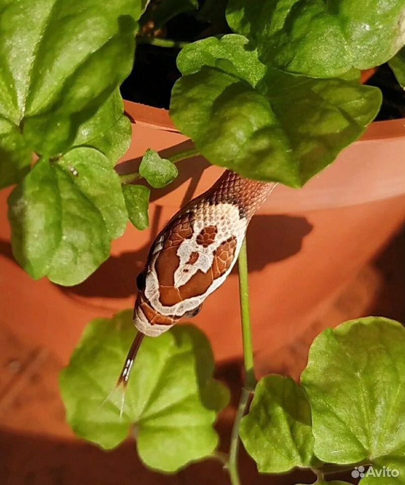 Маисовый полоз