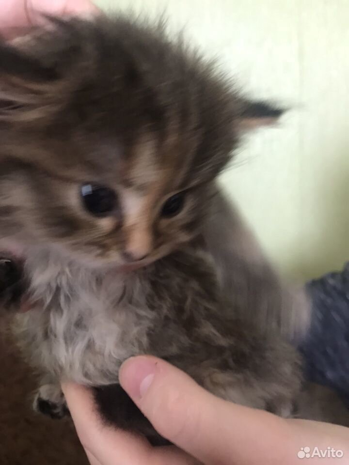 Кошка бенгалка