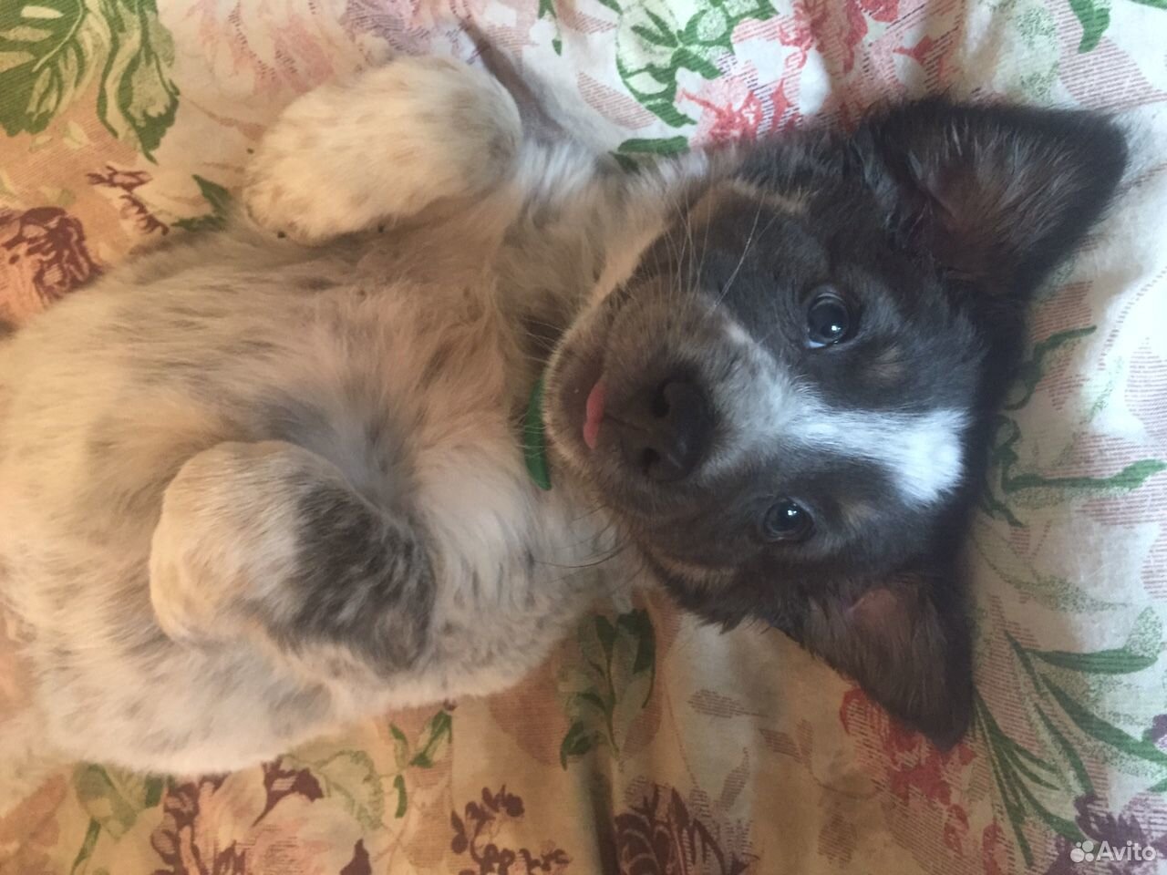 Щенок Тобби