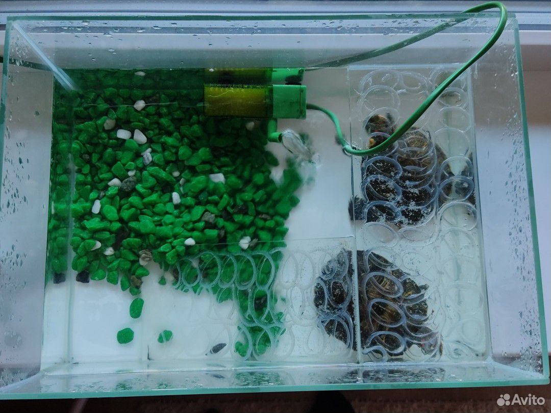 Красноухая черепаха 2 штуки