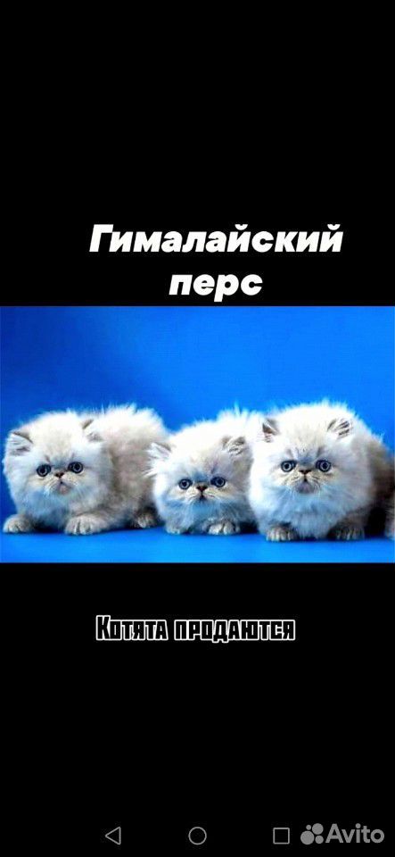 Персидские