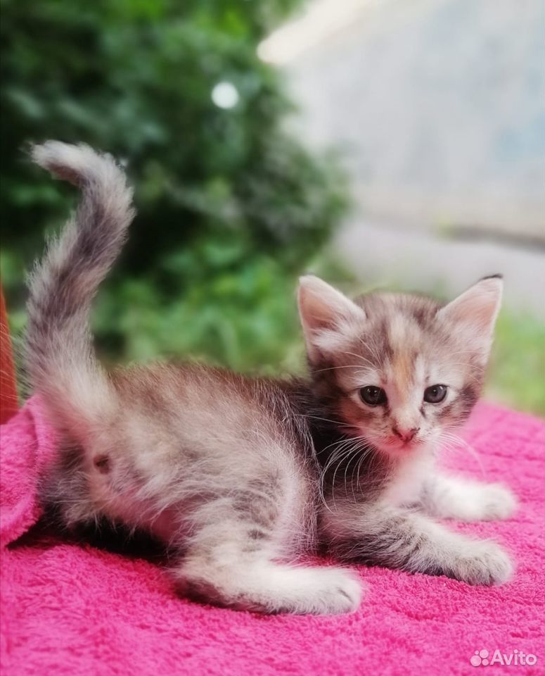 Котенок "медвежонок"