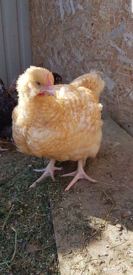 Петушек Орпингтона