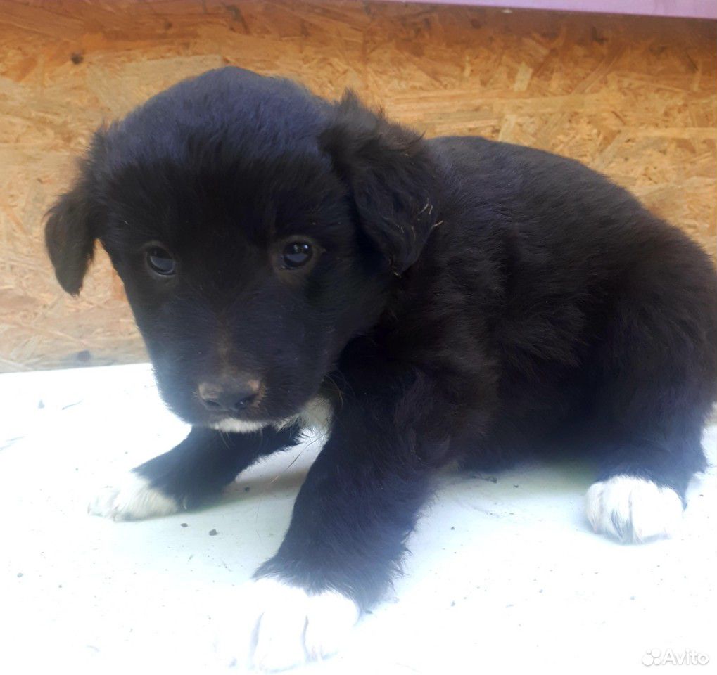 Собака метис