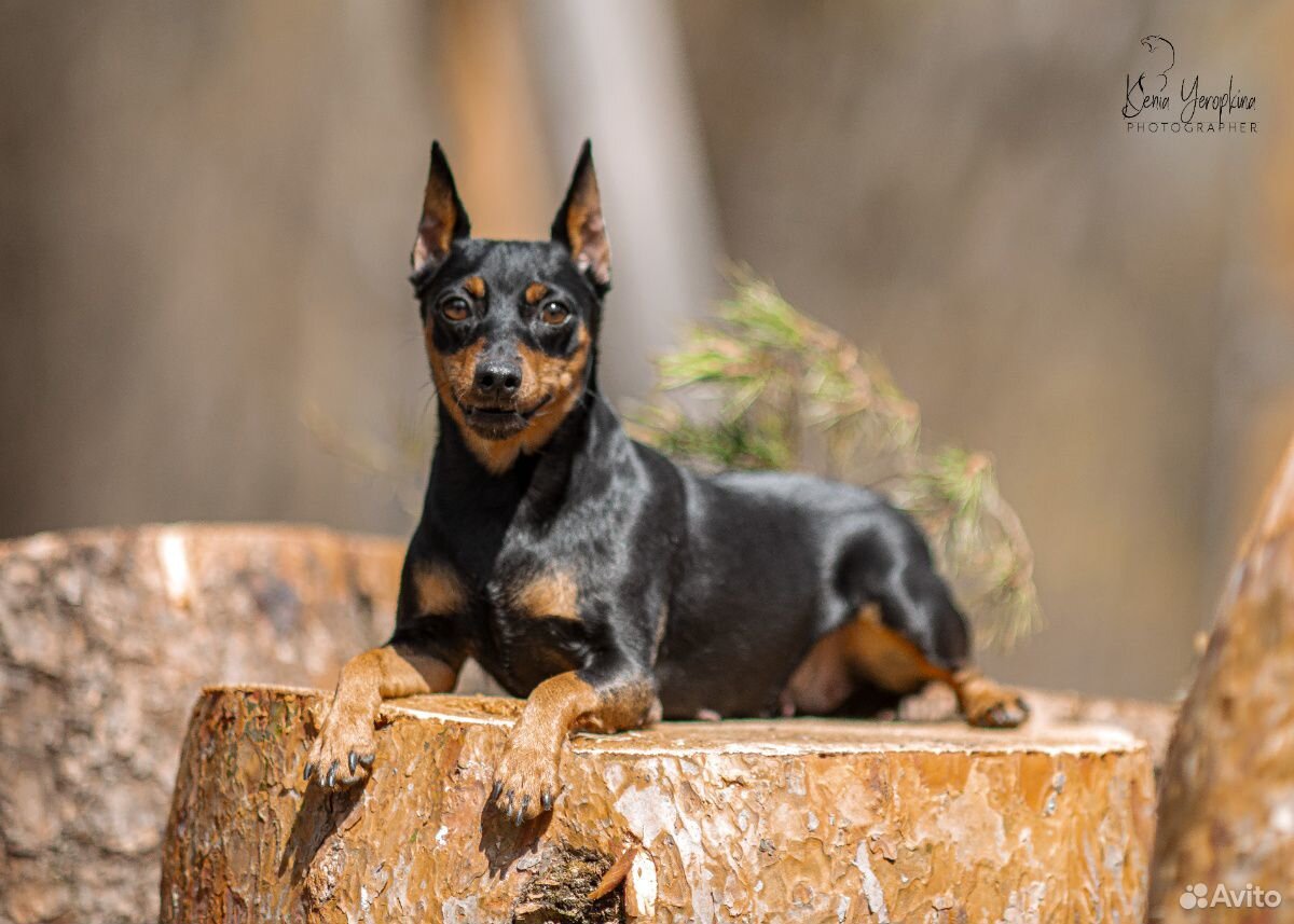 Дети-пинчерята от супер родителей