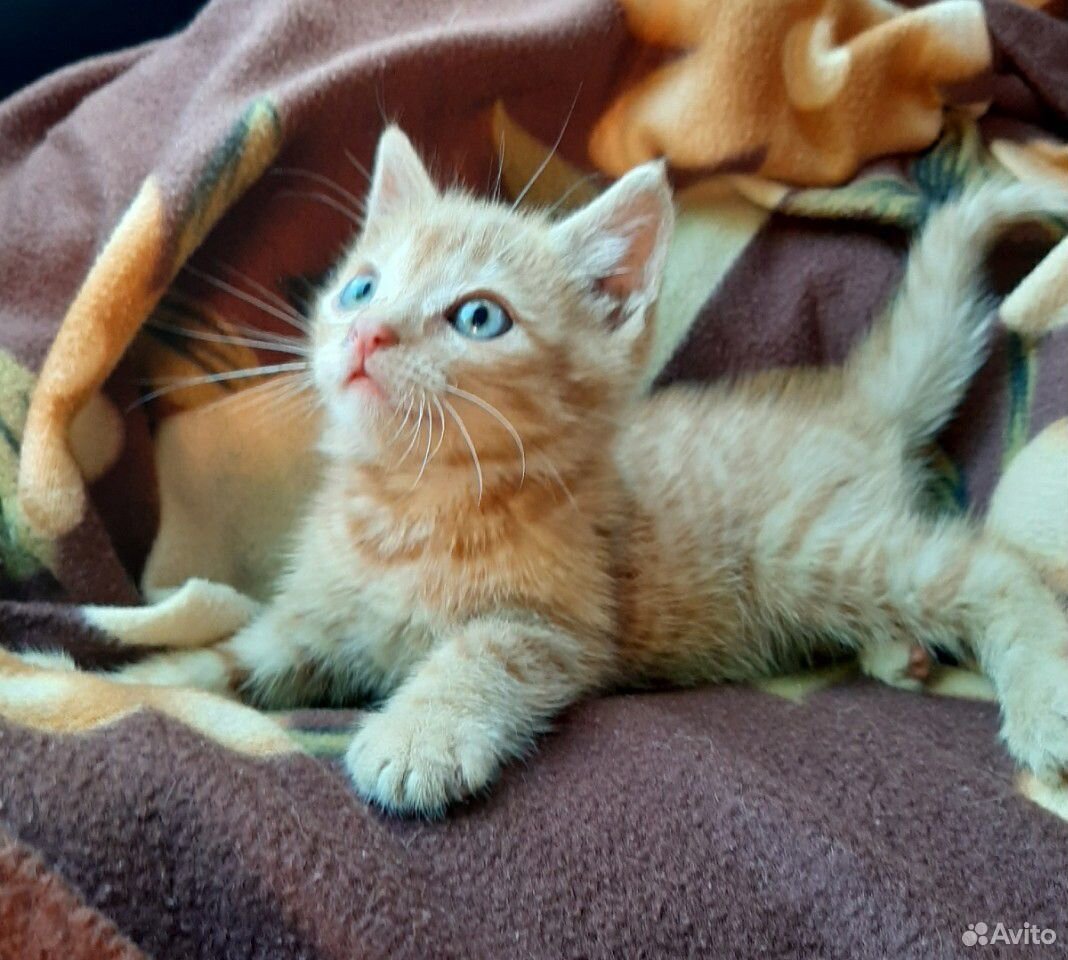 Мальчик с пальчик 1 мес в дар