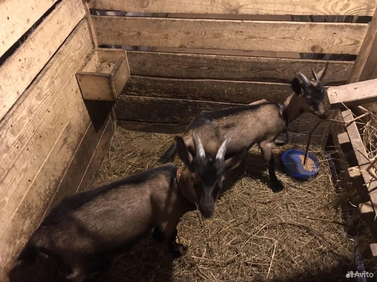 Козлята Альпо-Чешские