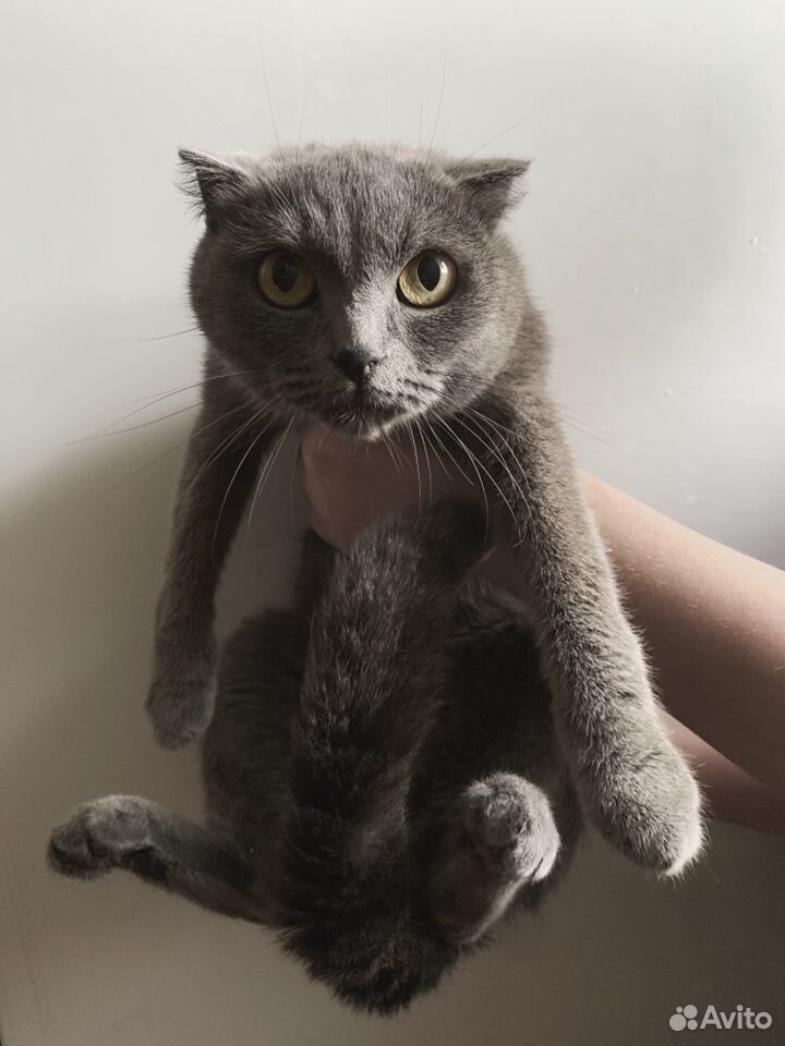 Кошка Потеряшка