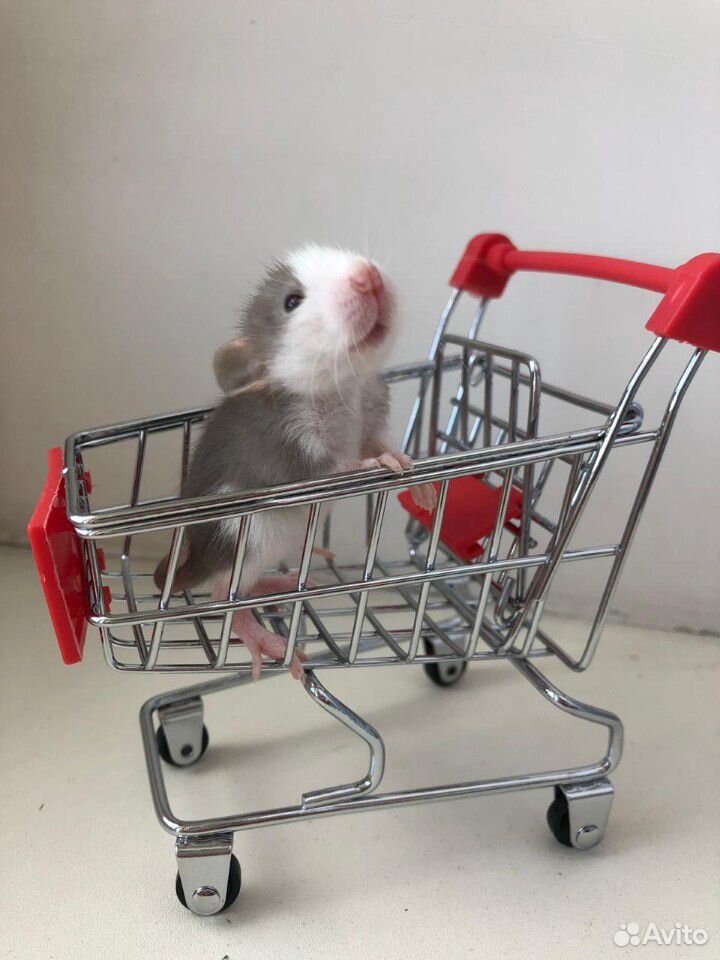 Крысята Дамбо хаски