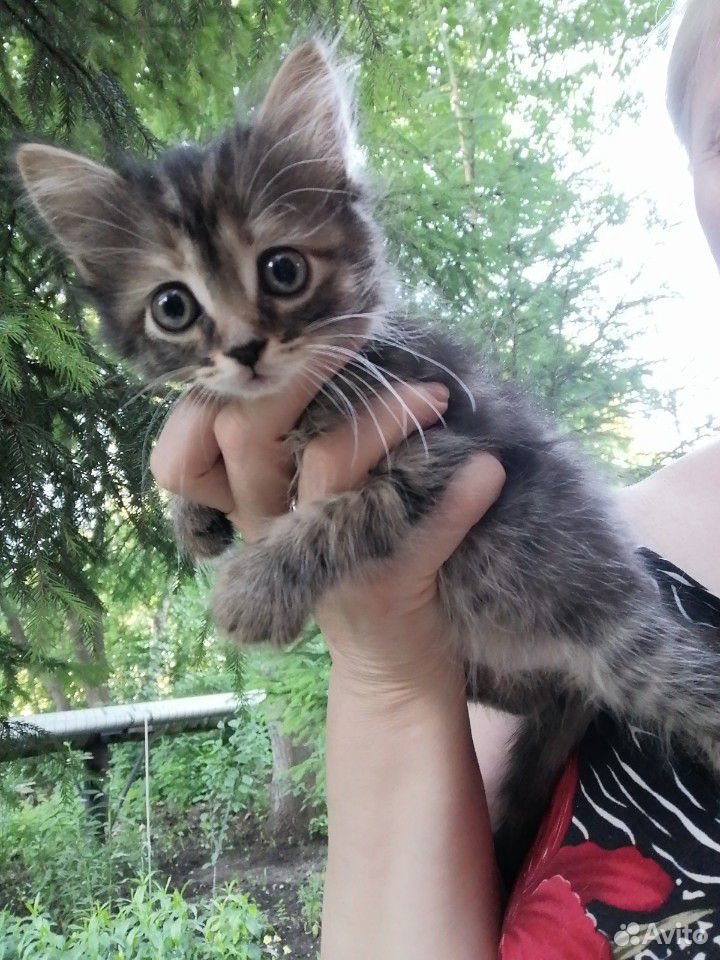 Котятки 1. 5мес