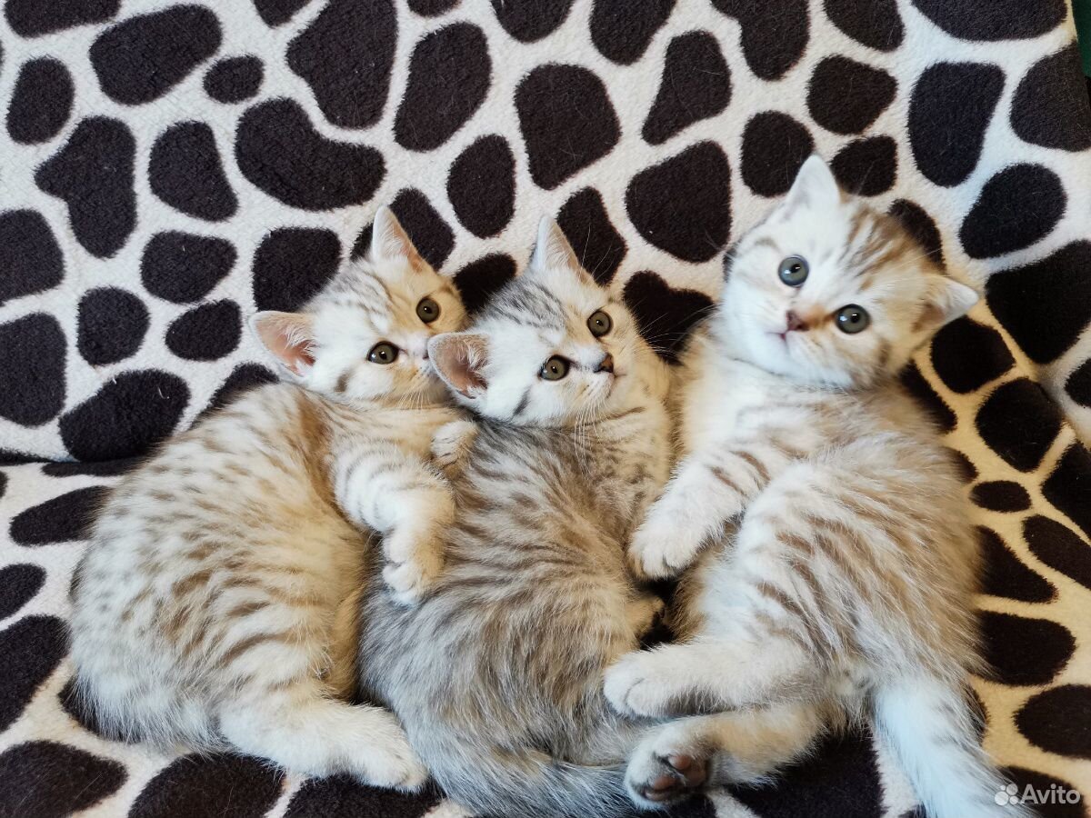 Шотландские котятки