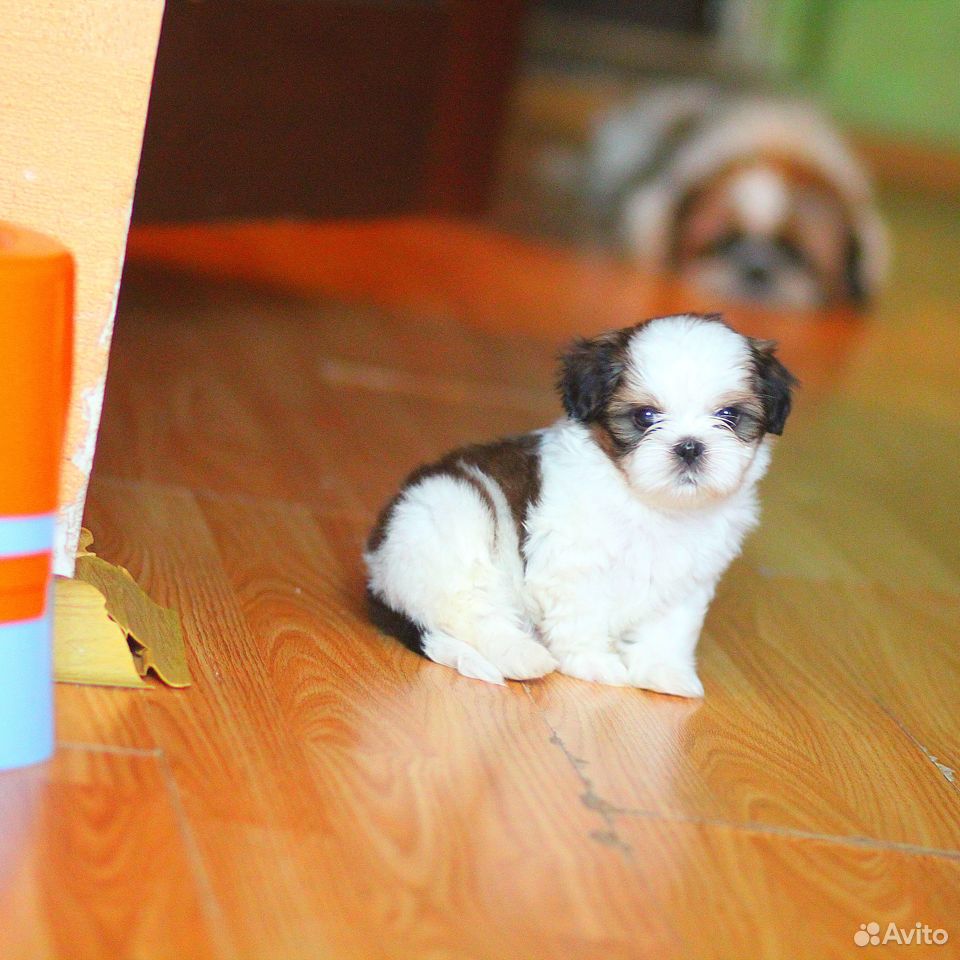 Светленький Тима