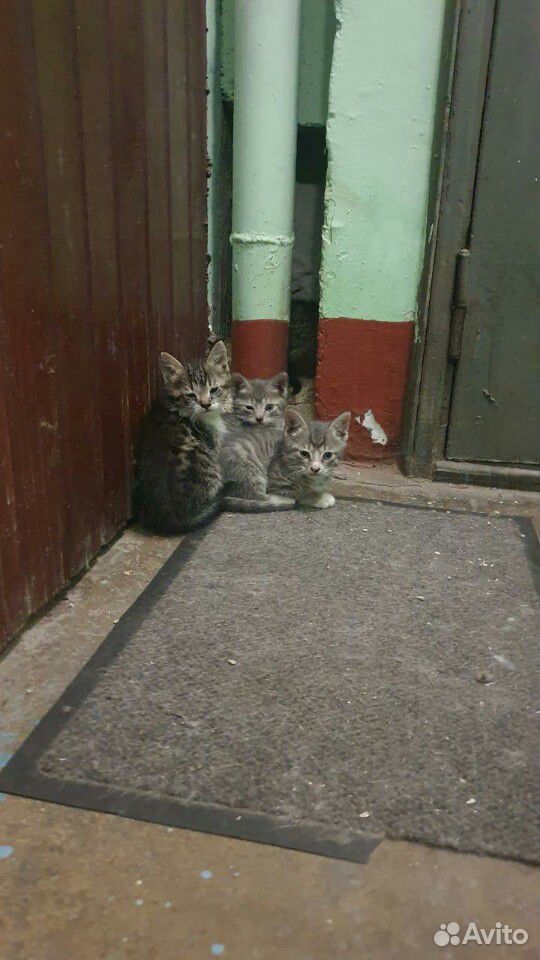 Котята на лестнице